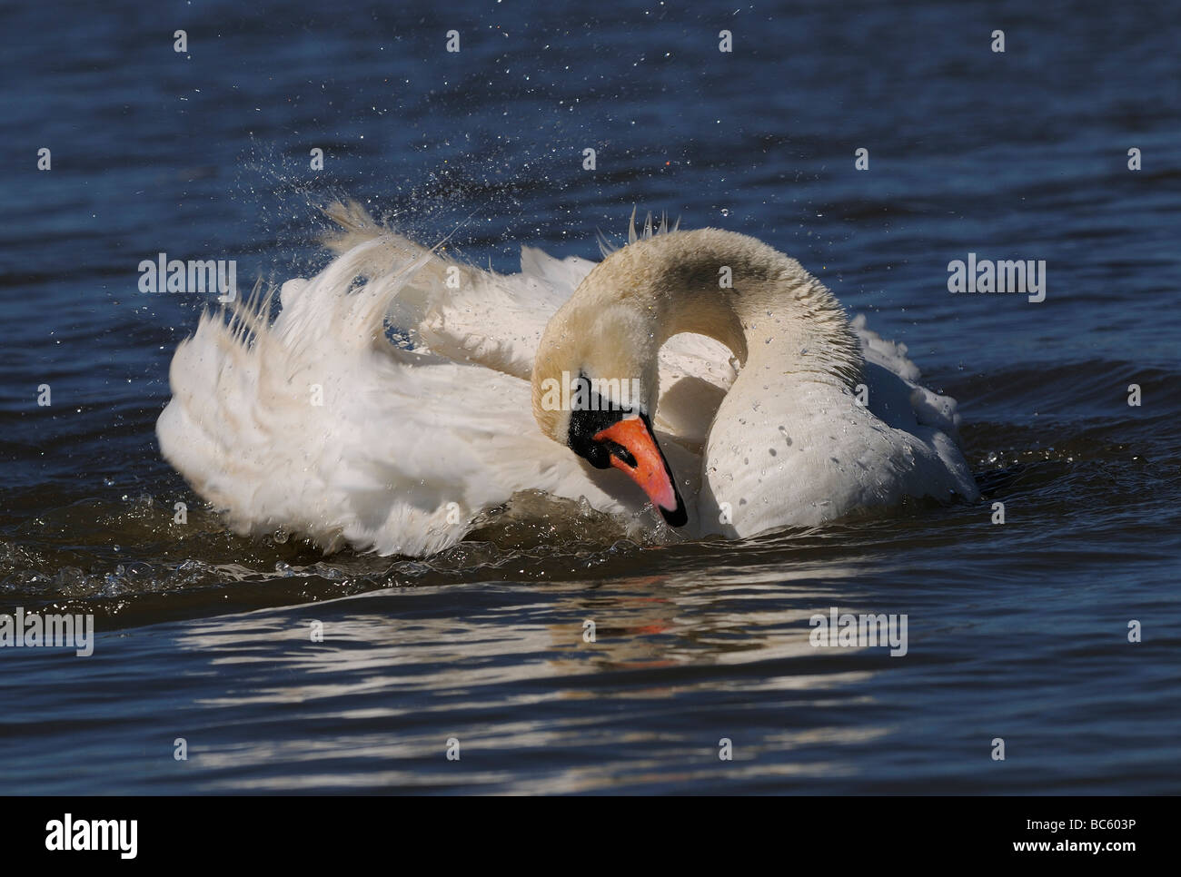 White swan splashing in water hi-res stock photography and images - Alamy