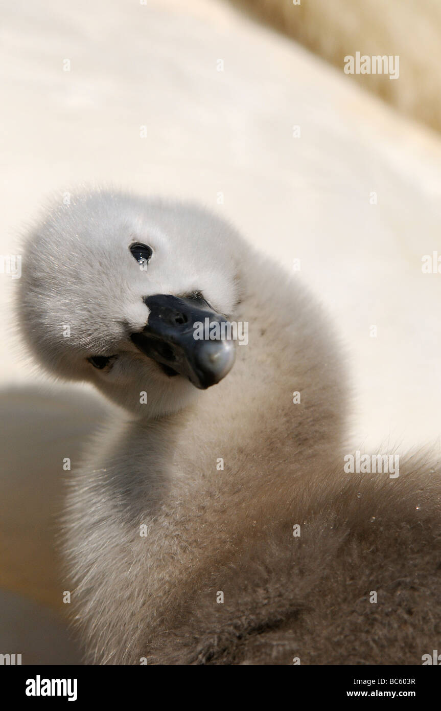 Cygnet hi-res stock photography and images - Alamy