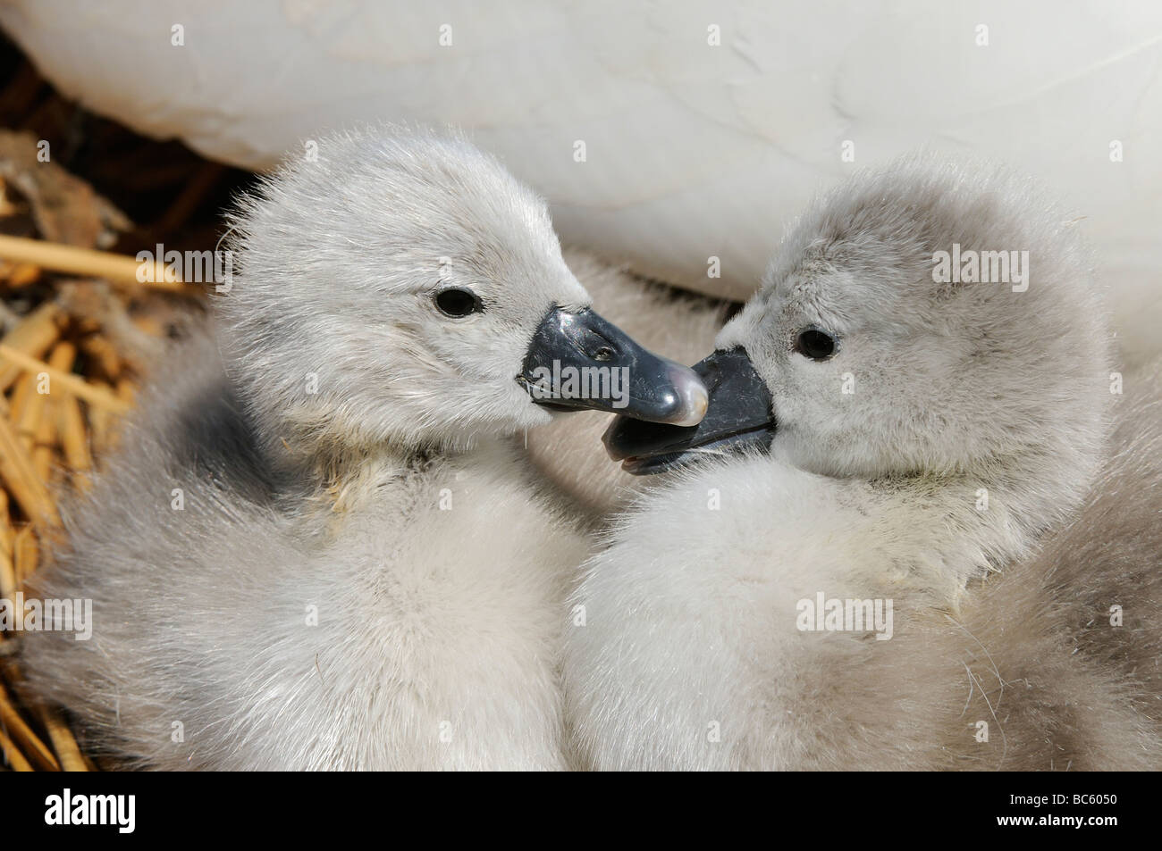 Mute Swan Cygnus olor two cygnets together in nest Abbotsbury UK Stock Photo - Alamy