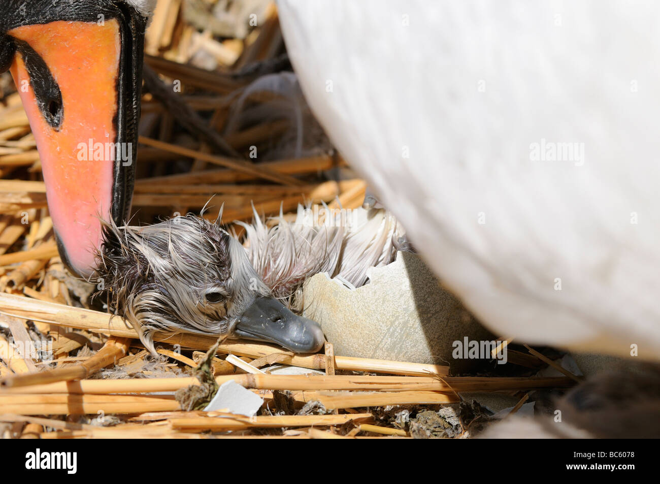 Hatching cygnet hi-res stock photography and images - Alamy