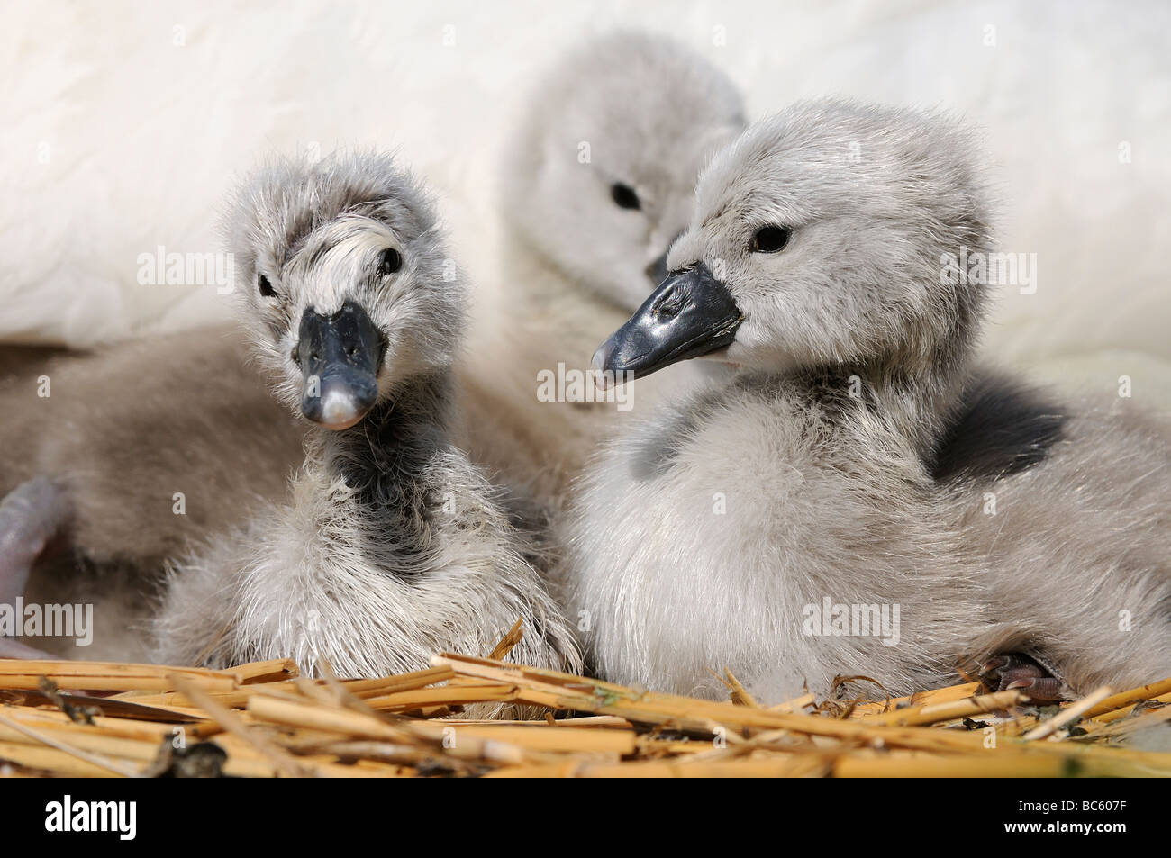 Cygnets at nest hi-res stock photography and images - Alamy