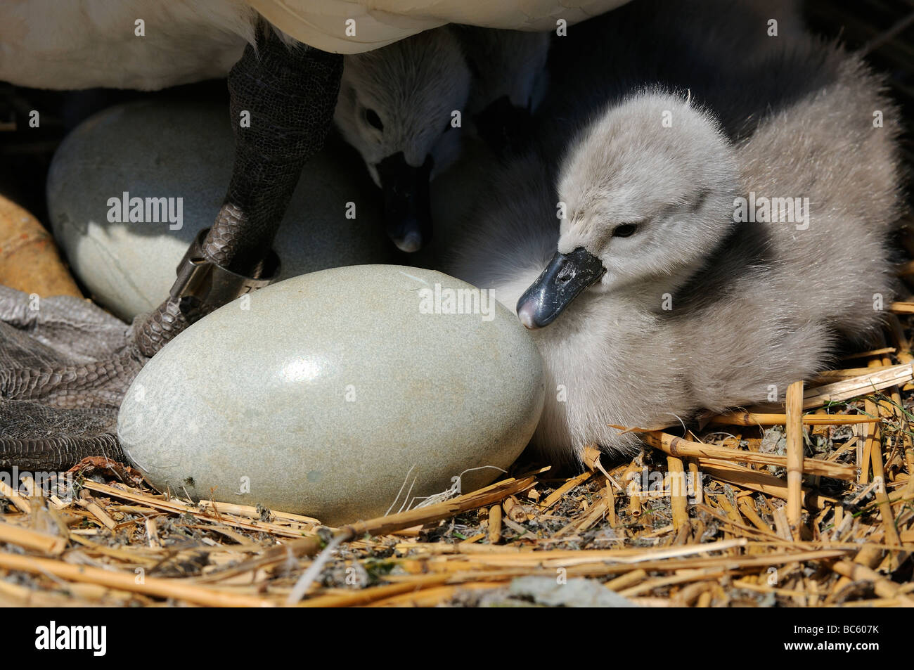 Cygnets at nest hi-res stock photography and images - Alamy