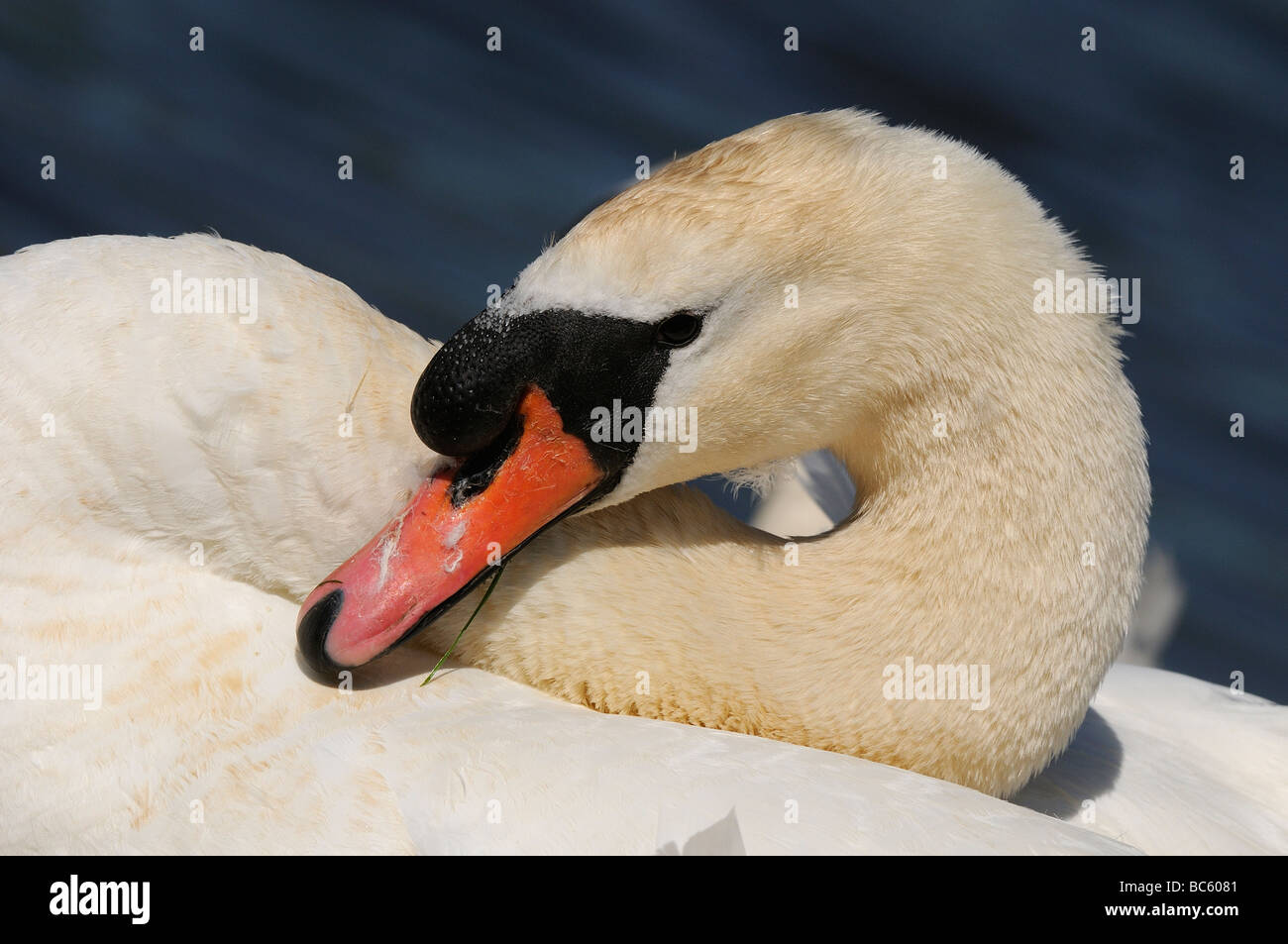 Curled backwards hi-res stock photography and images - Alamy