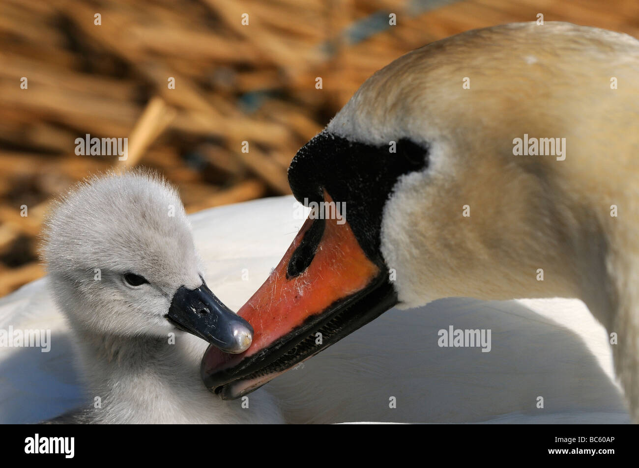 Cygnet hi-res stock photography and images - Alamy