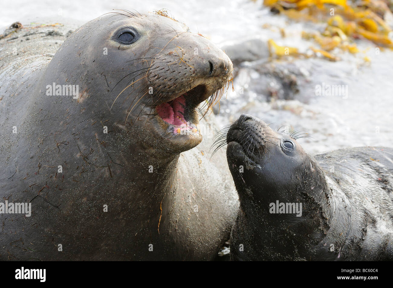 Northern Elephant Seal Mirounga angustirostris portrait of pup looking ...