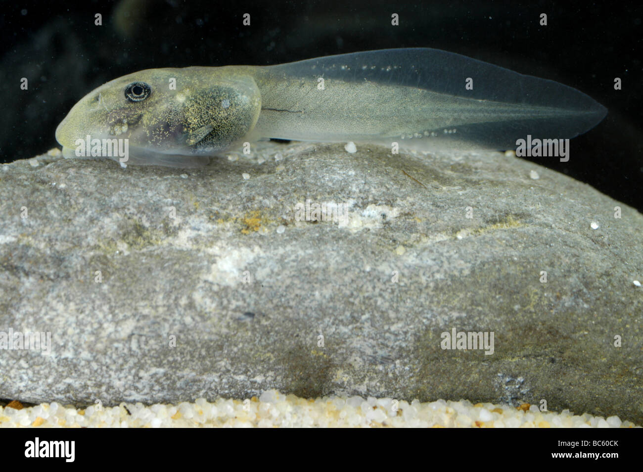 Tadpole of Whitehead's Torrent Frog, Meristogenys cf whiteheadi, using ...