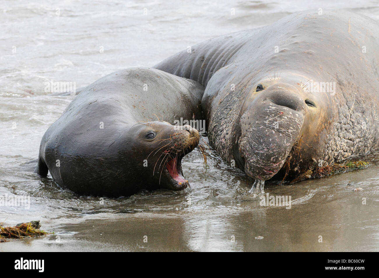 Northern elephant seal male female hi-res stock photography and images ...