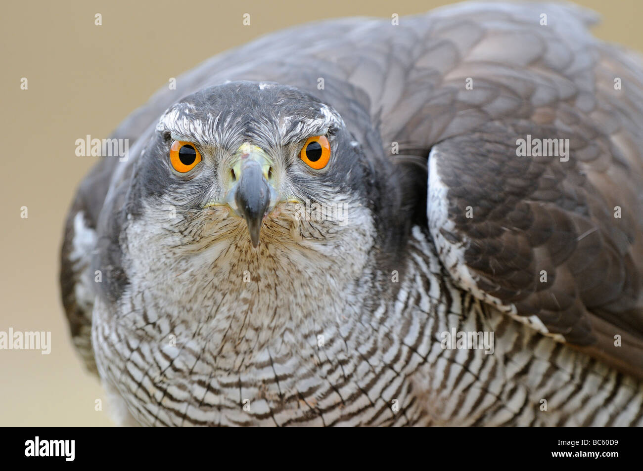 Goshawk Camera