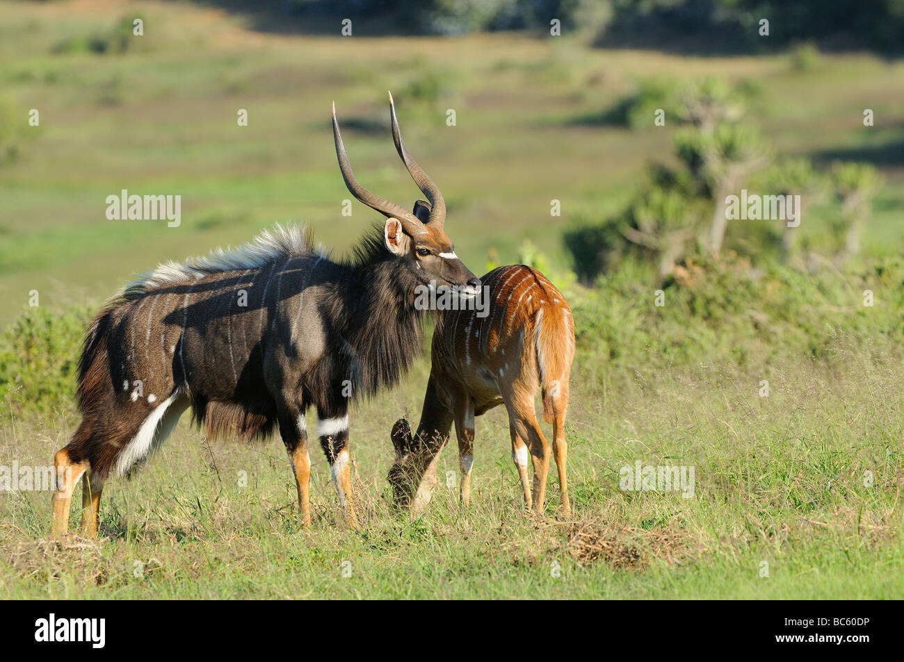 Nyala male female south africa hi-res stock photography and images - Alamy