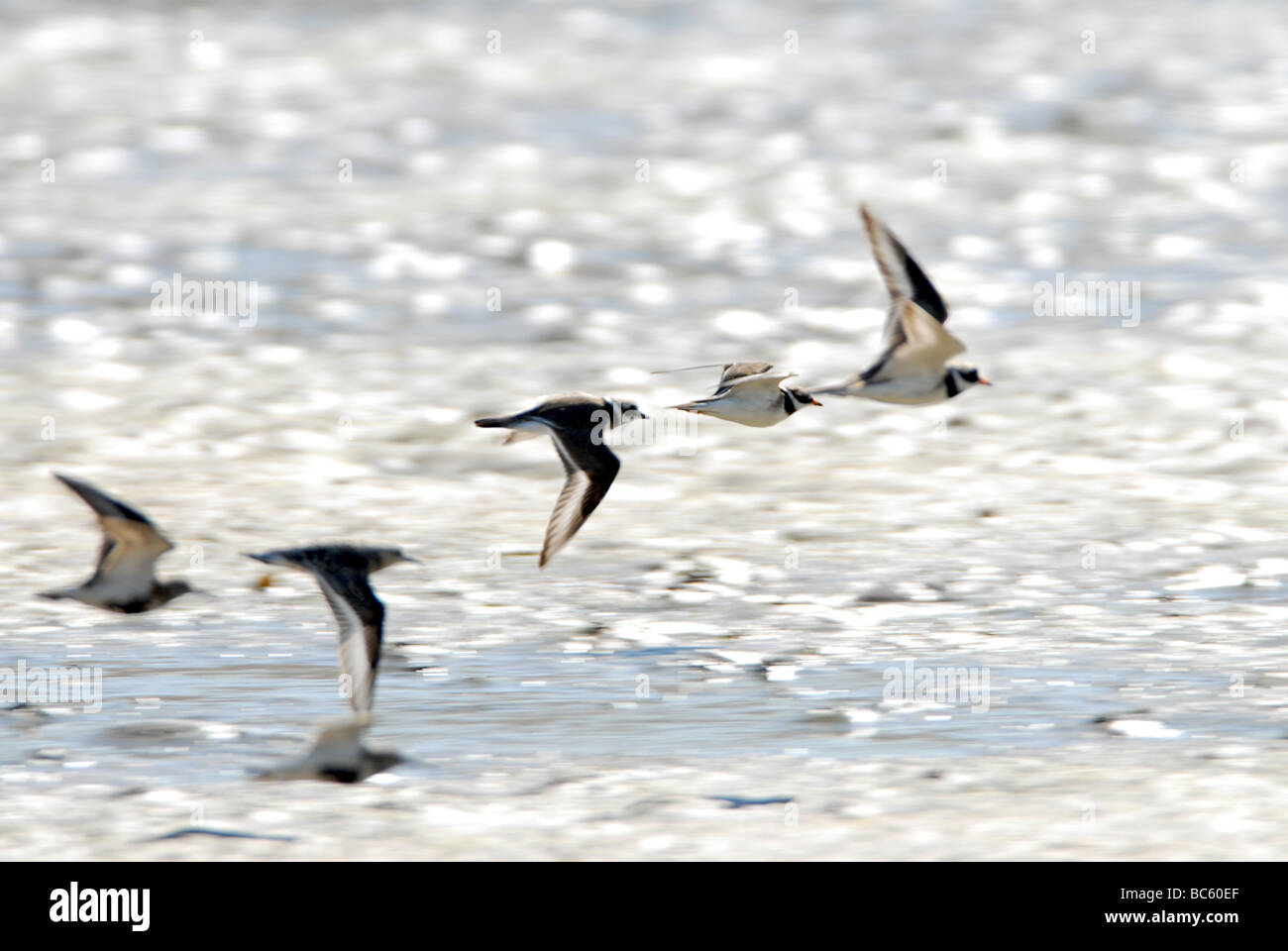 Ringed plover flying hi-res stock photography and images - Alamy