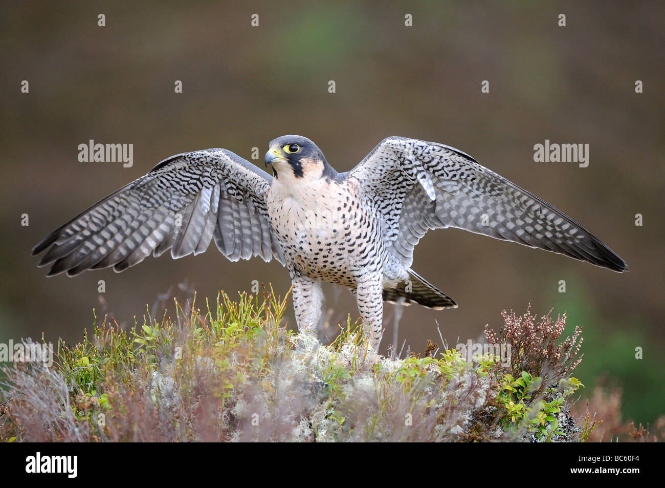 Peregrine falcon falco peregrinus standing hi-res stock photography and ...