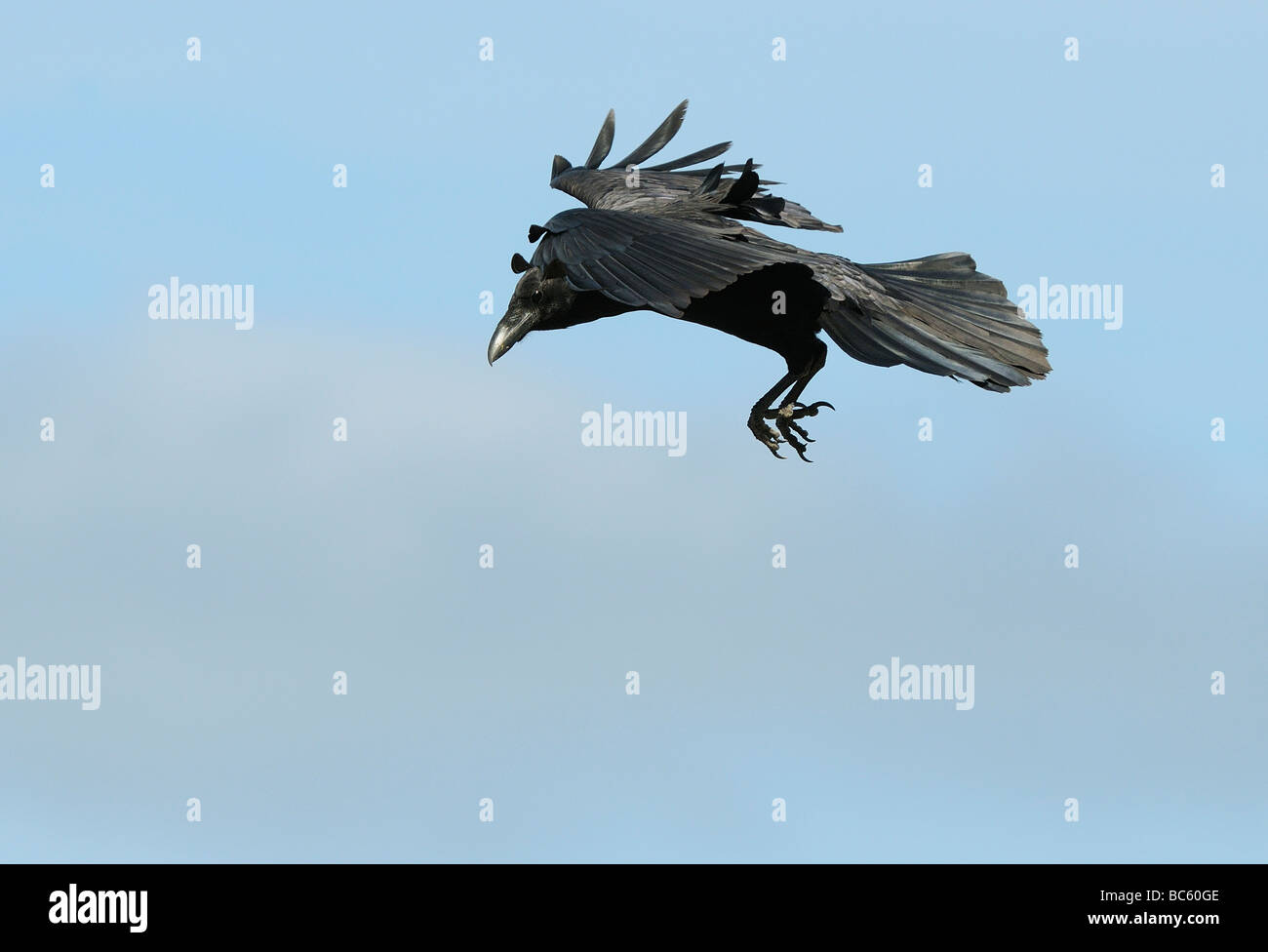 Evil Crow Flying