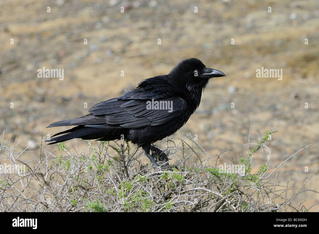 Raven Corvus corax perched on bush Baja Mexico Stock Photo - Alamy