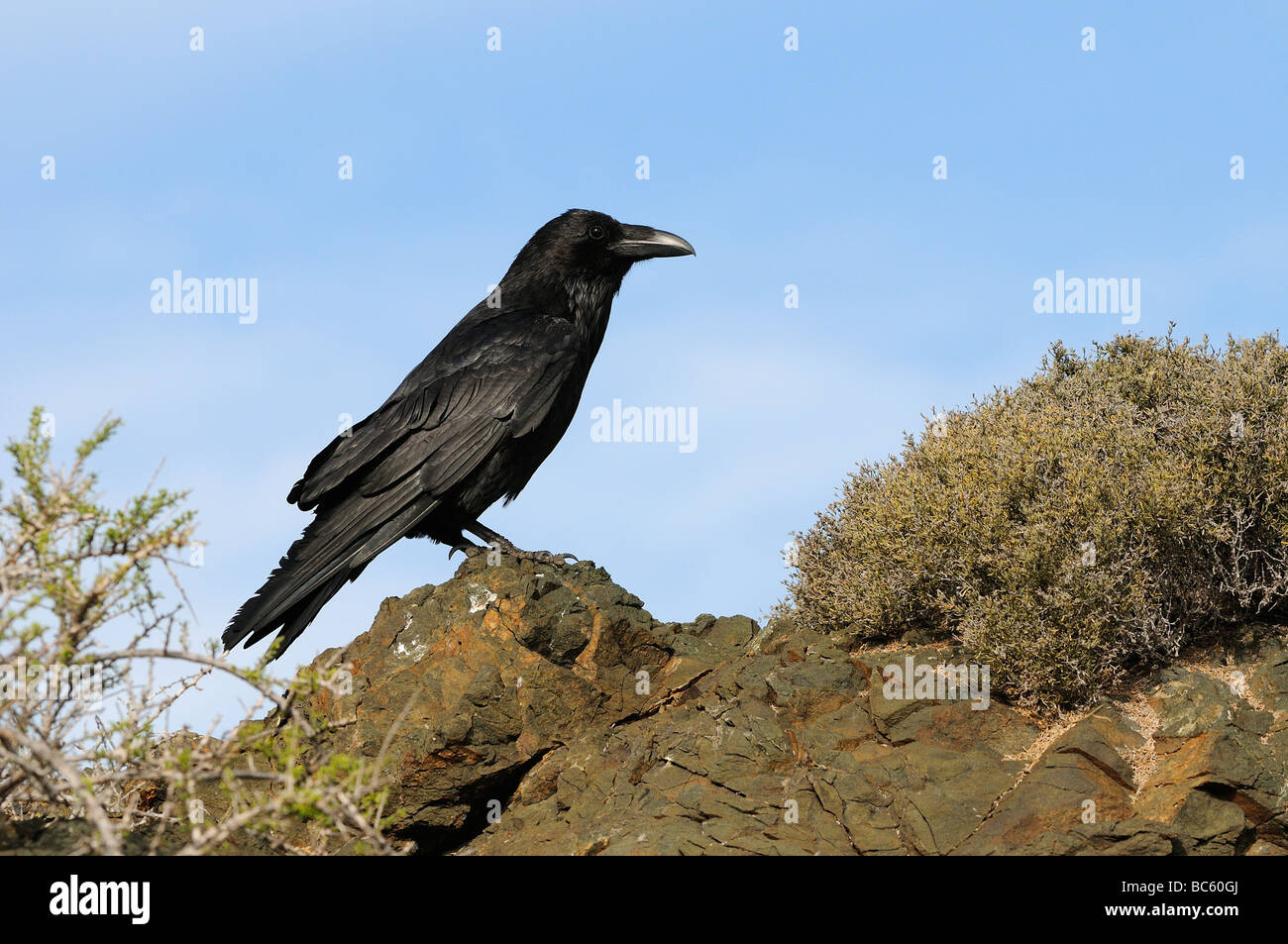 Evil bird hi-res stock photography and images - Alamy