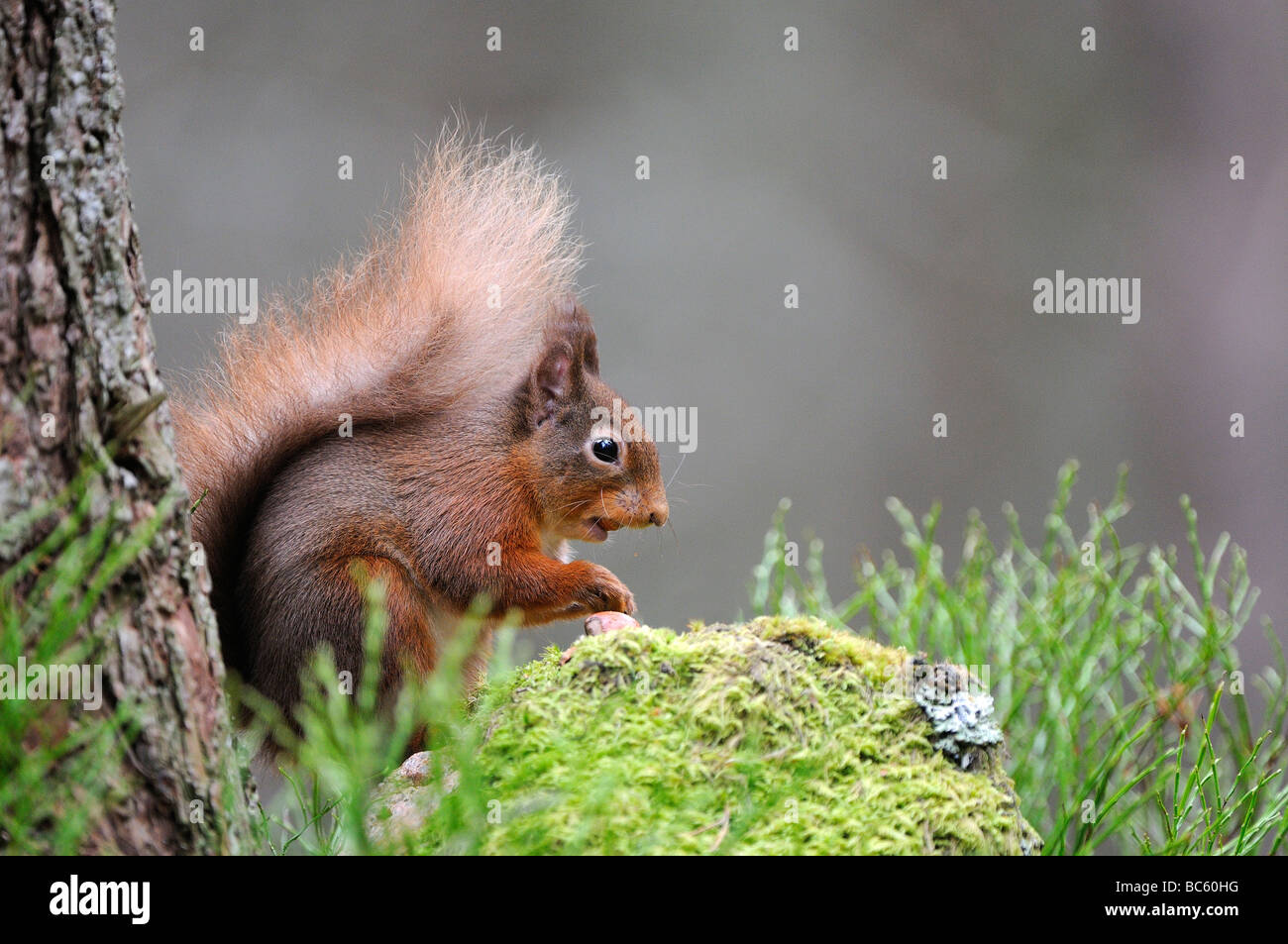 Squirrel base tree eating nut hi-res stock photography and images - Alamy