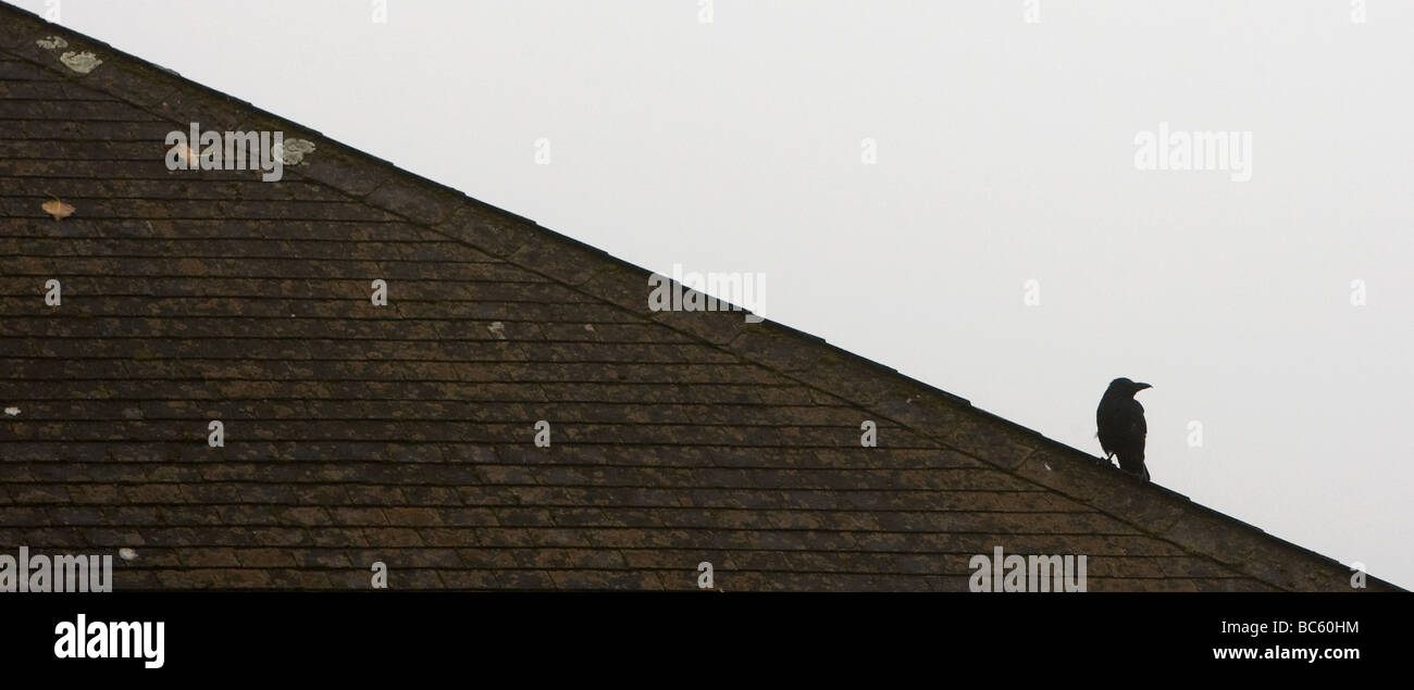 Crows on building roof hi-res stock photography and images - Alamy