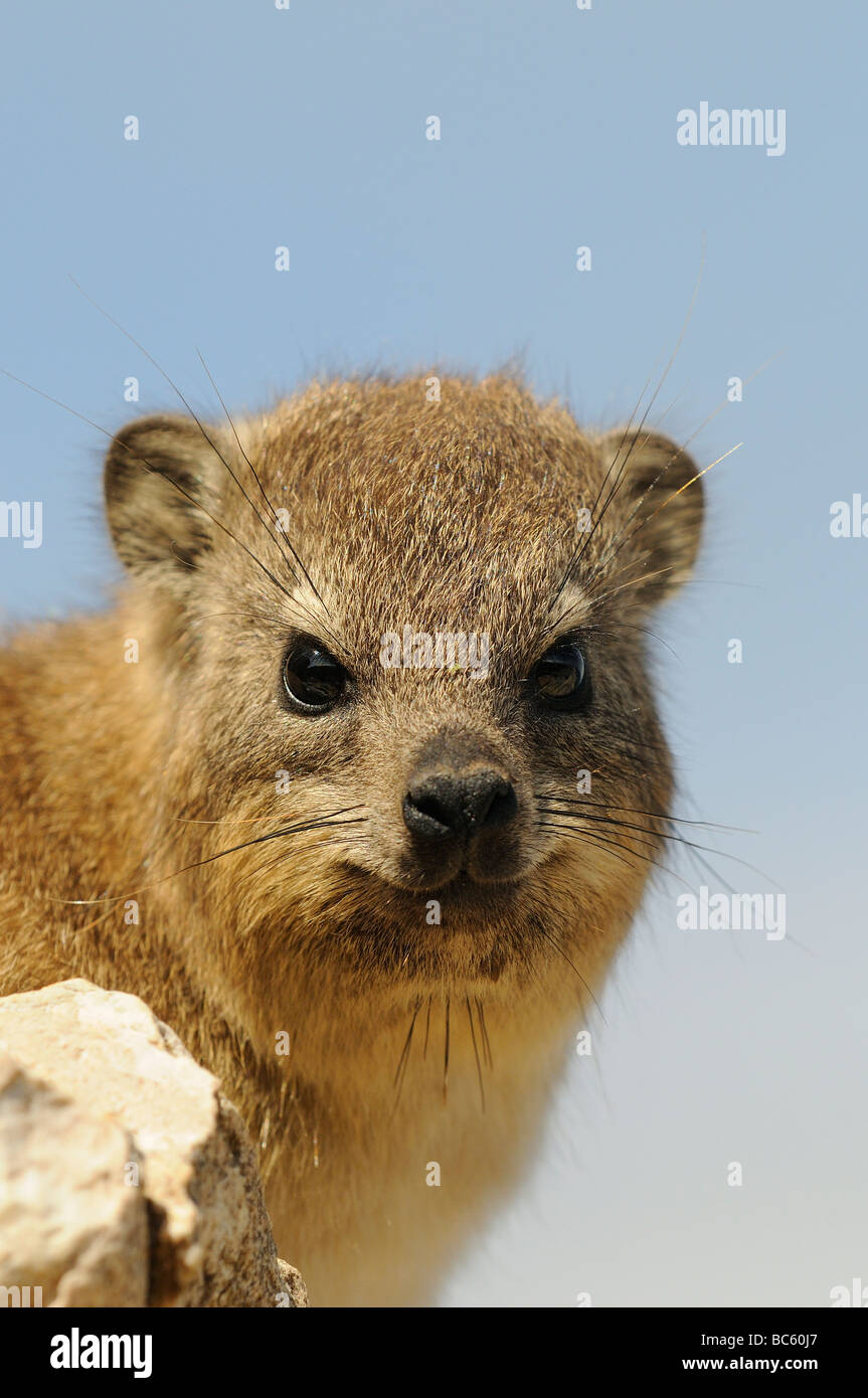 Cape Rock Hyrax Procavia capensis portrait Hermanus South Africa Stock ...