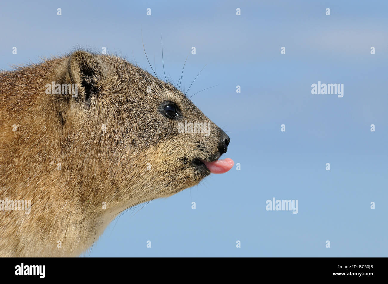 Cape Rock Hyrax Procavia capensis portrait tongue sticking out Hermanus ...