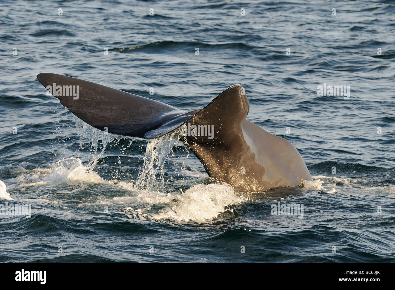 High Finned Sperm Whale