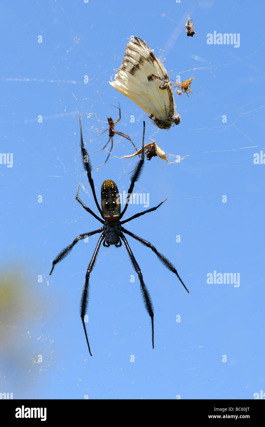 Africa spider arachnid hi-res stock photography and images - Alamy