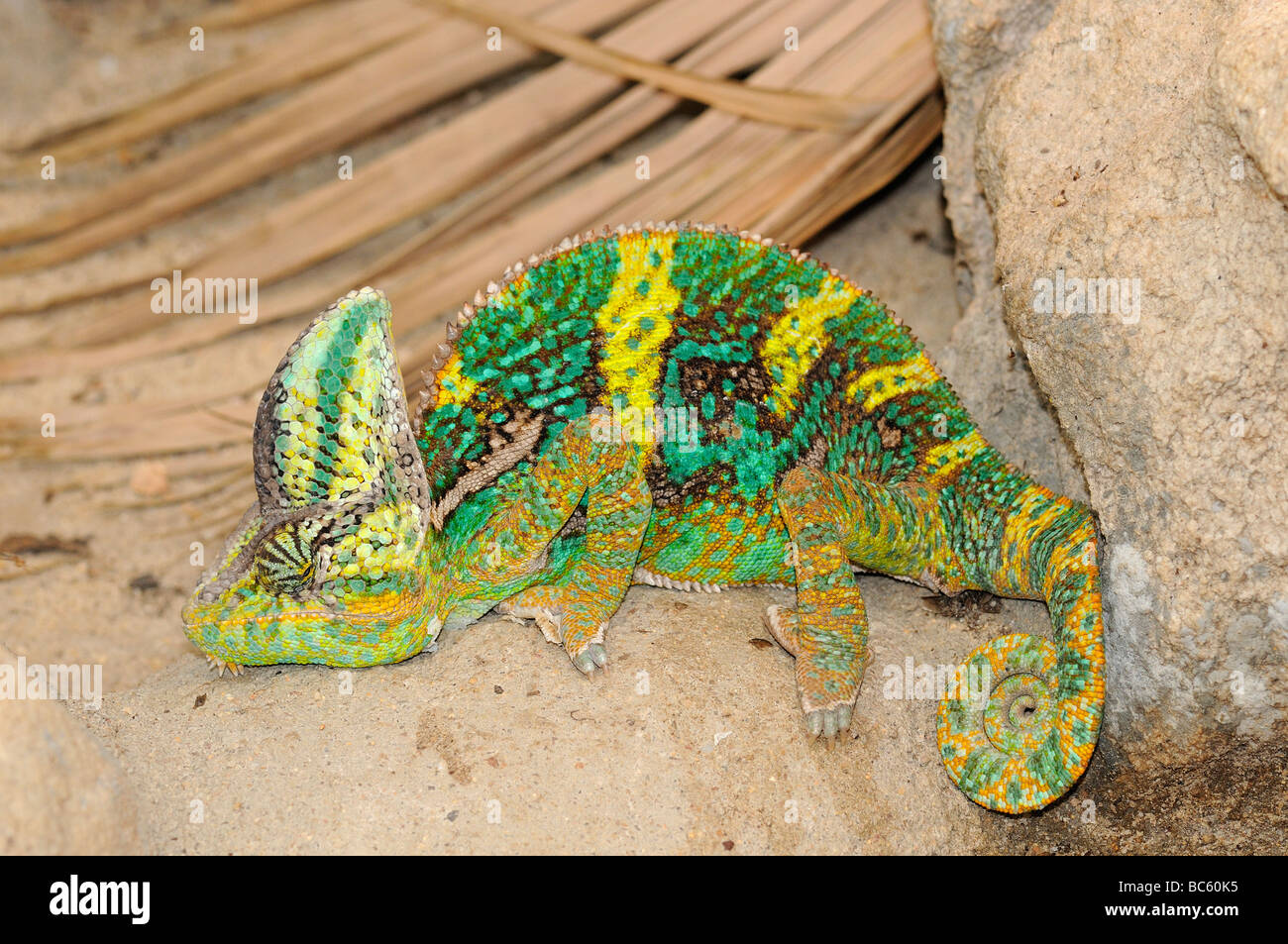 Ground dwelling chameleon hi-res stock photography and images - Alamy
