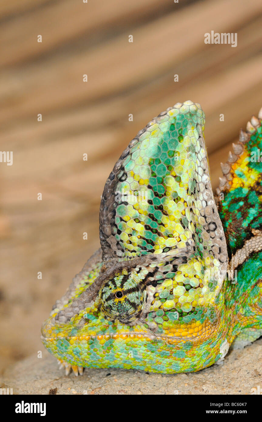 Ground dwelling chameleon hi-res stock photography and images - Alamy