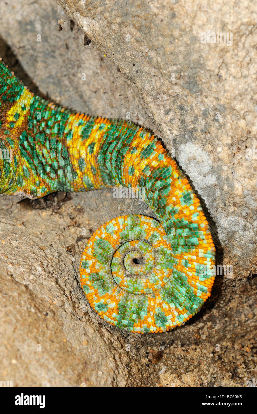 Curled up tail hi-res stock photography and images - Alamy