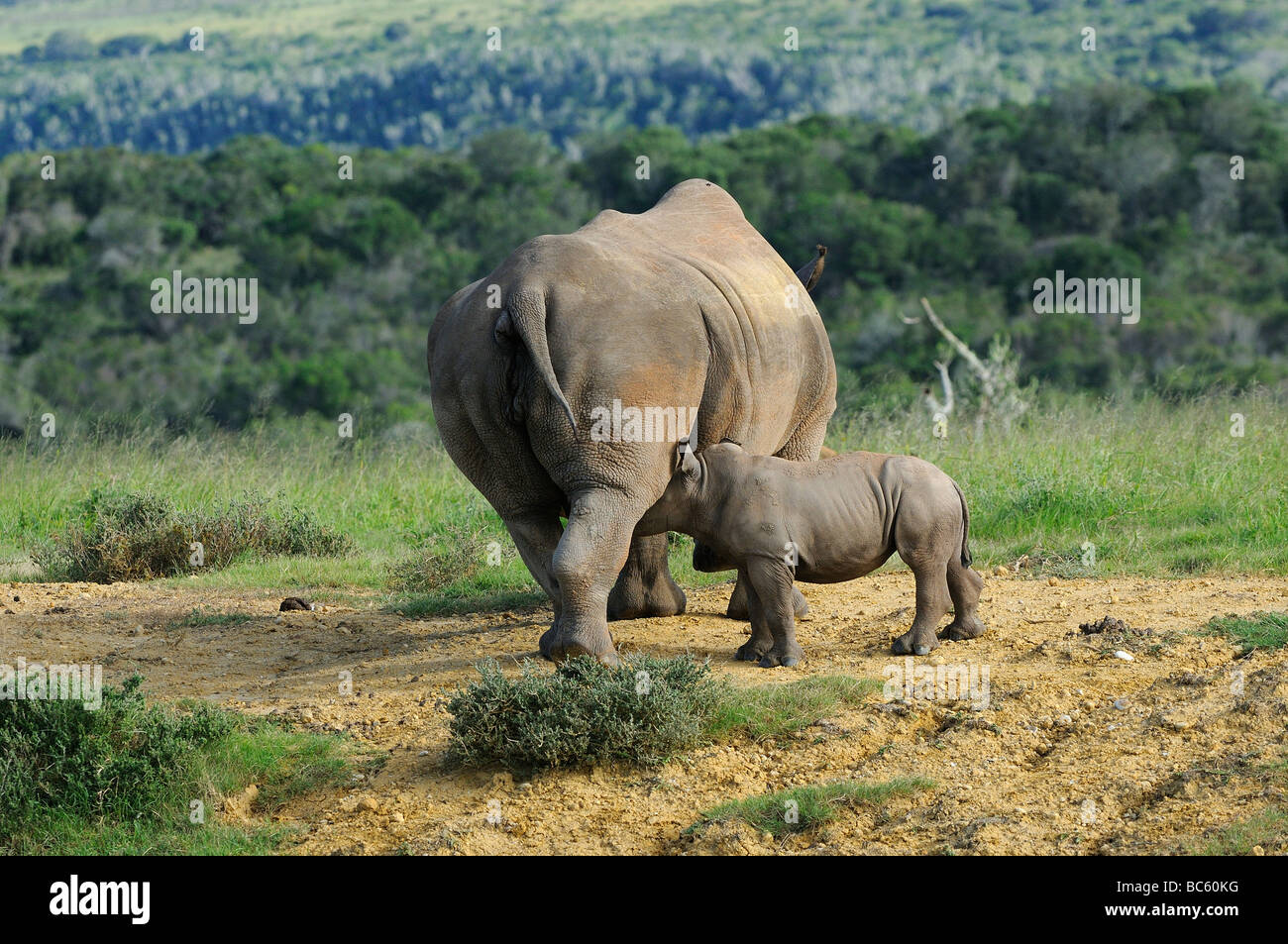 Baby Rhino Suckling High Resolution Stock Photography and Images - Alamy