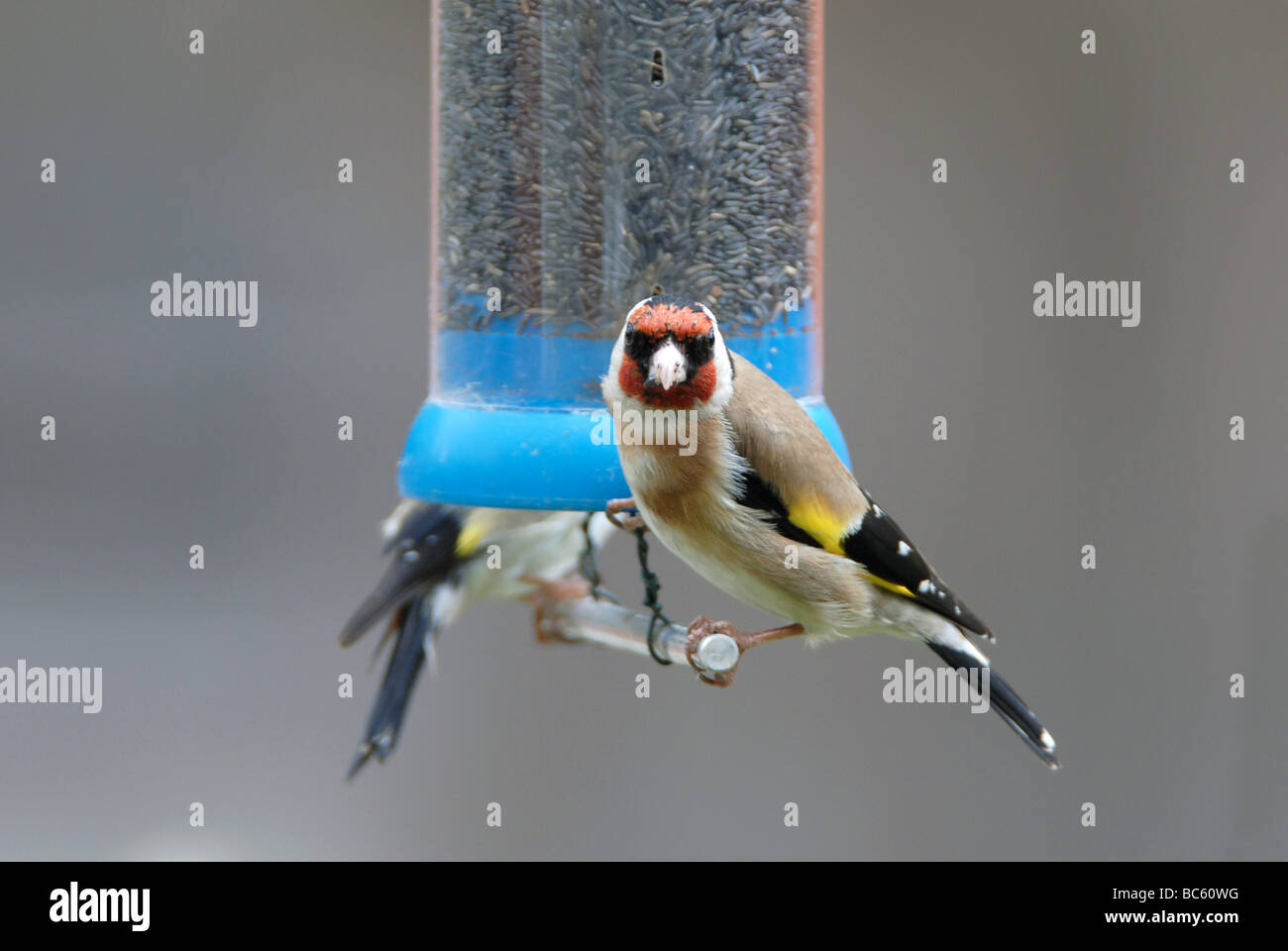 Carduelis carduelis bird feeder hi-res stock photography and images - Alamy