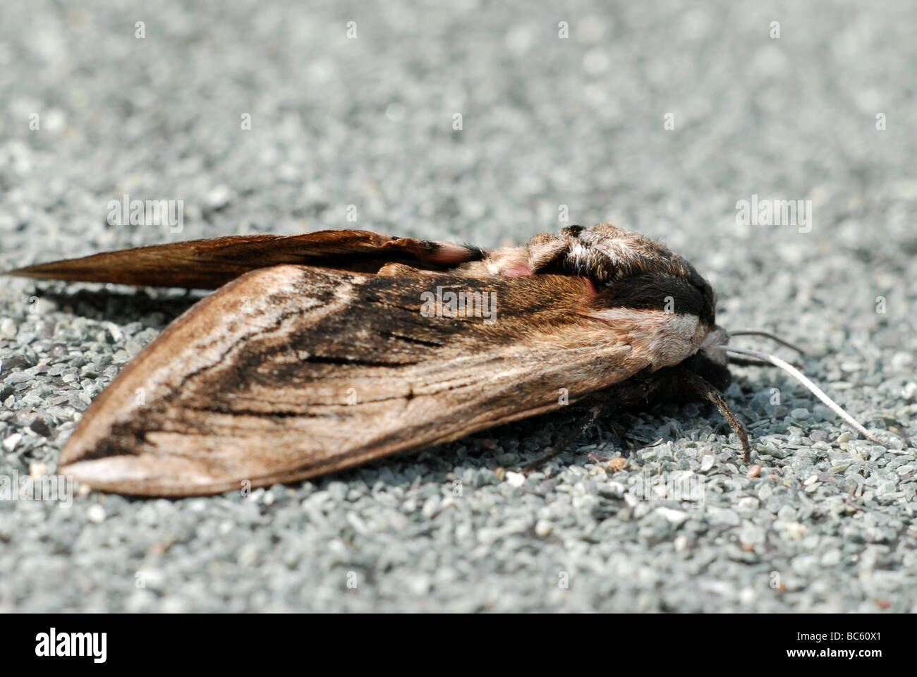 Privet Hawk Moth, Sphinx ligustri Stock Photo - Alamy