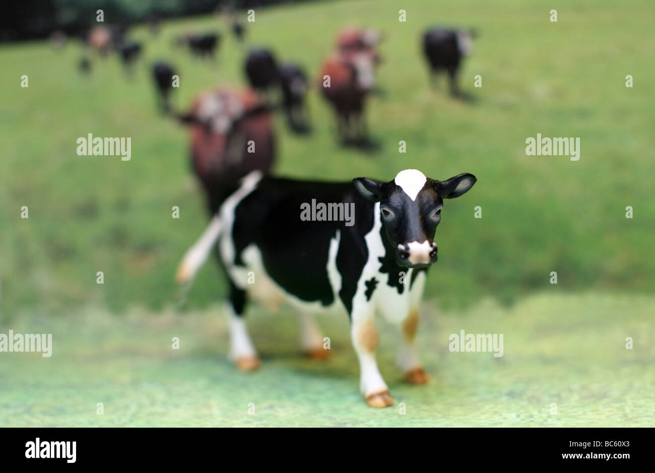 Methane from cows creates more hi-res stock photography and images - Alamy