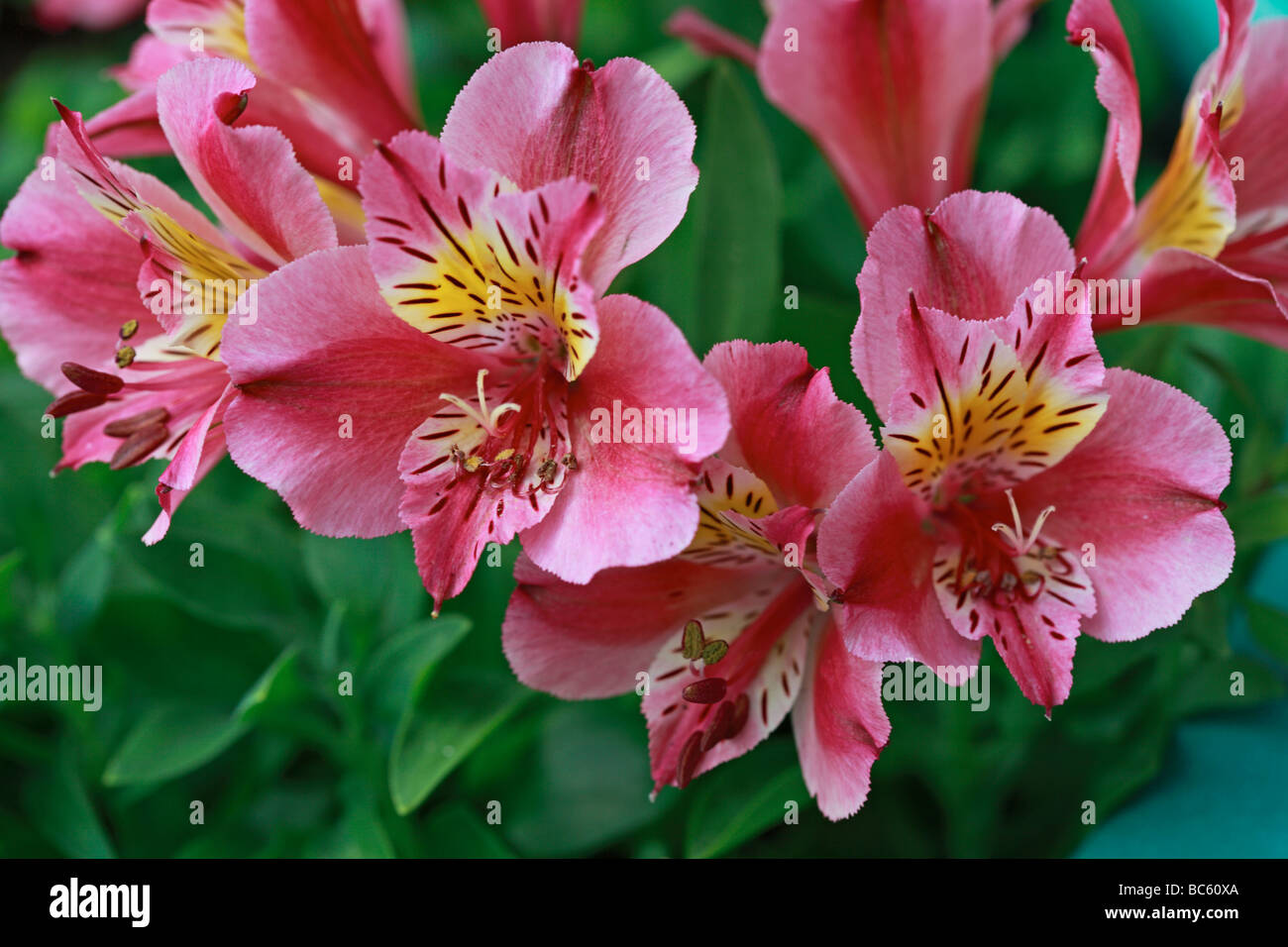 Princess Alstroemeria (Peruvian lily) in a turquoise pot Stock Photo ...