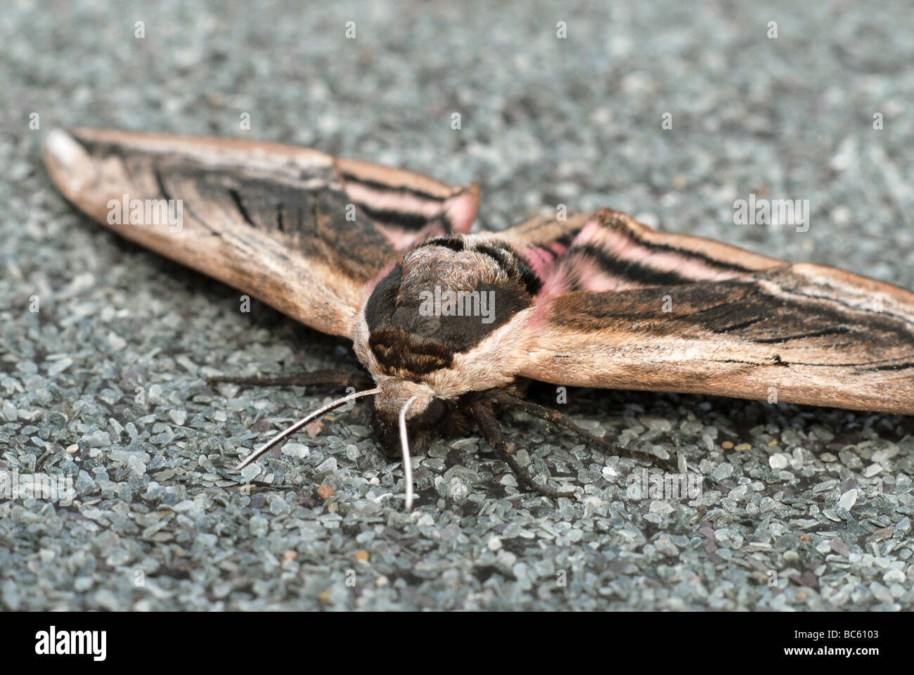 Privet Hawk Moth, Sphinx ligustri Stock Photo - Alamy