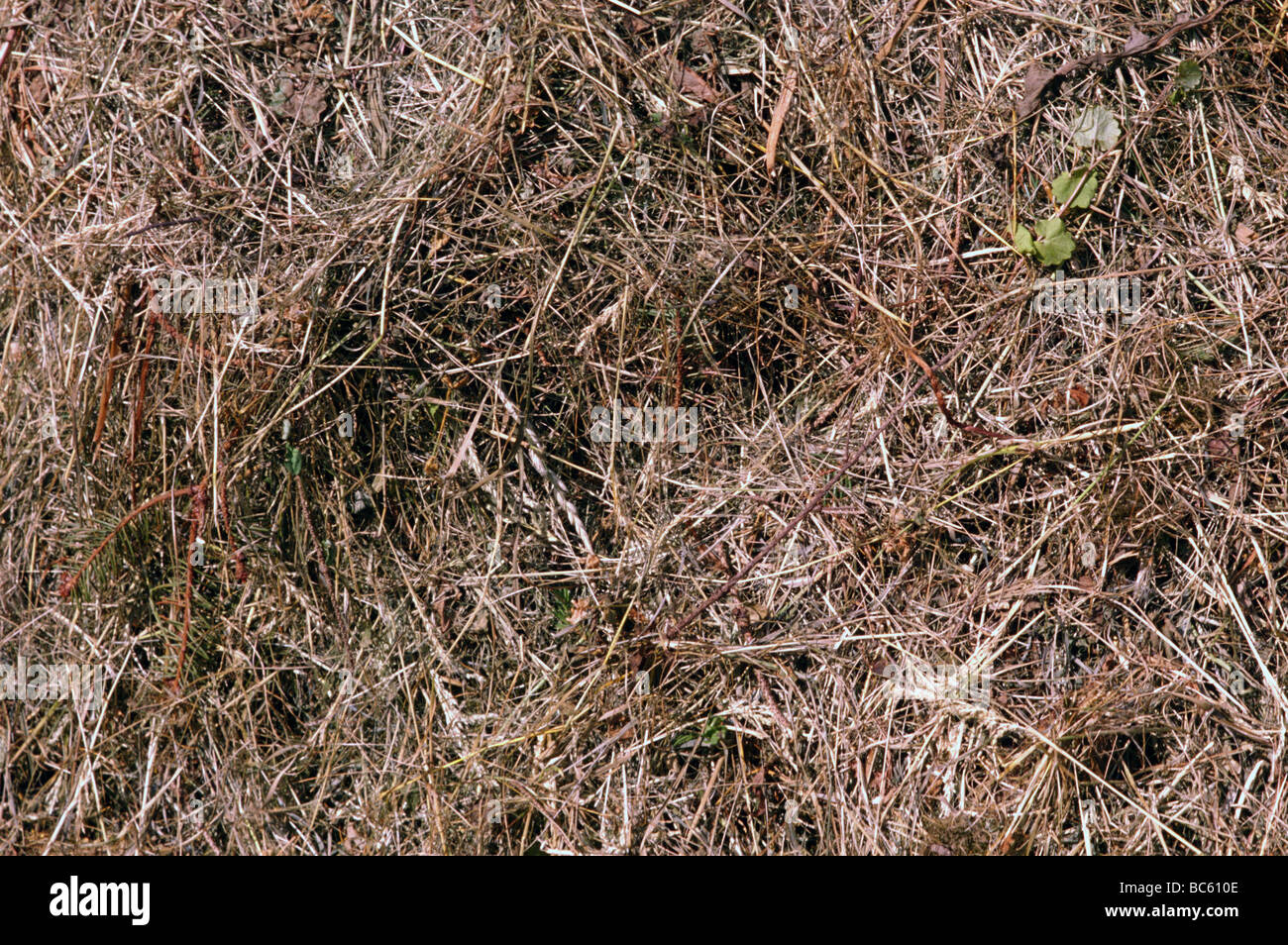 Needle in stack of straw hi-res stock photography and images - Alamy