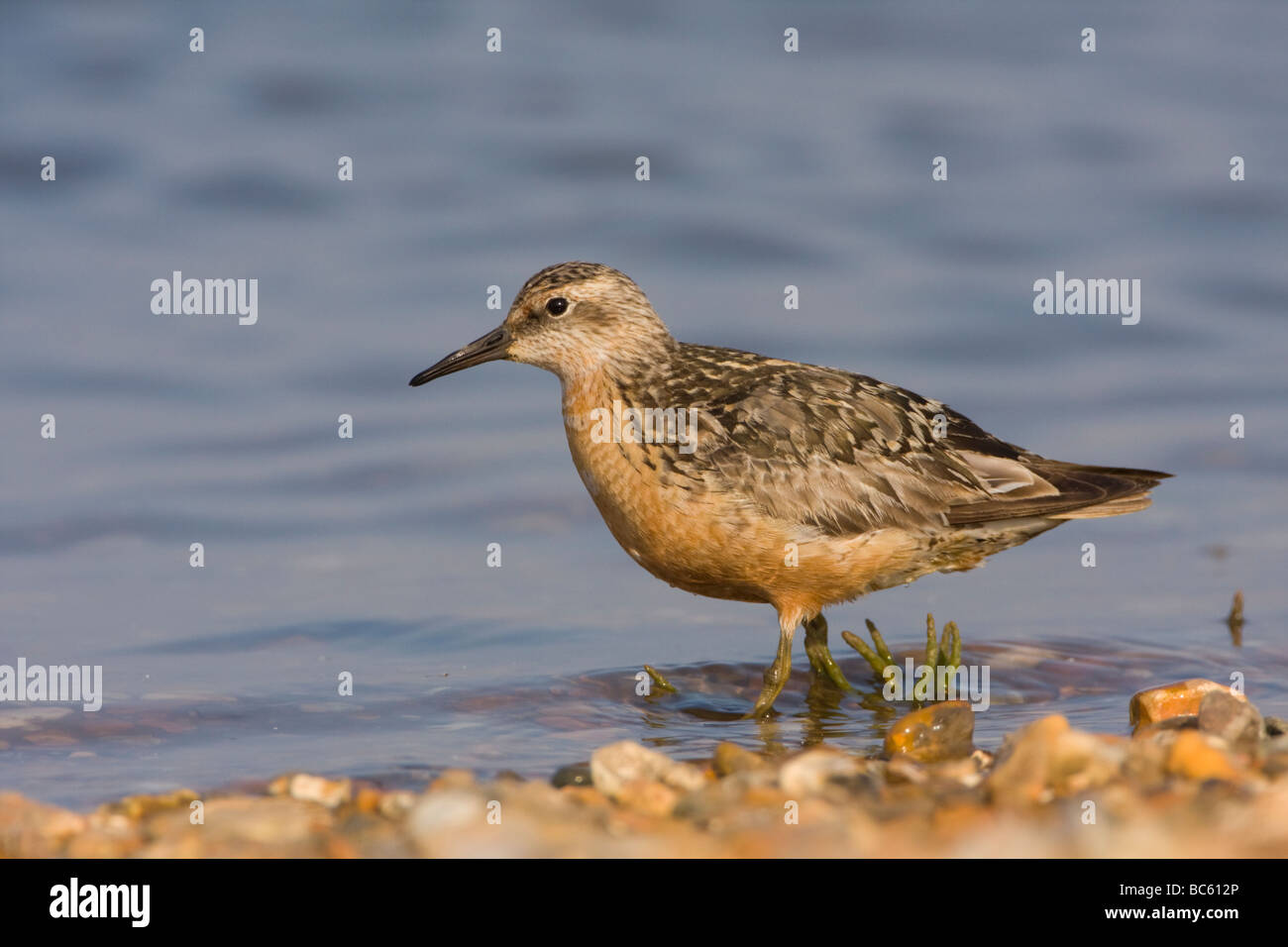 Red knot hi-res stock photography and images - Alamy