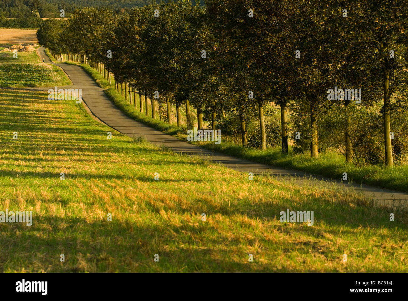 Trees along road, Bad Camberg, Limburg-Weilburg, Hesse, Germany Stock ...