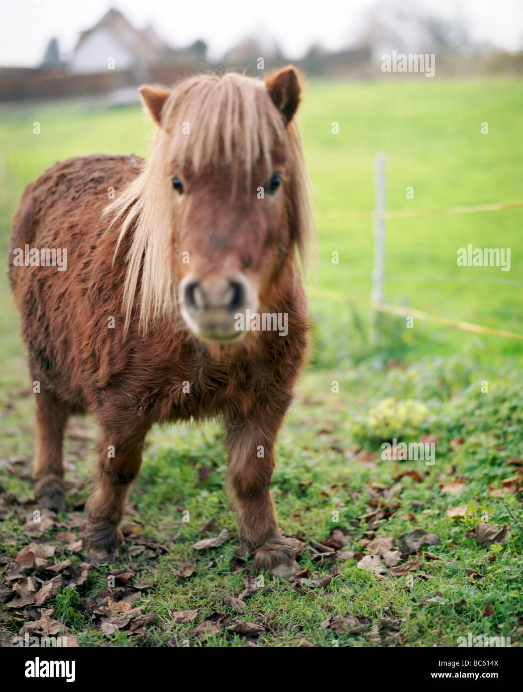 Pictures of ponies and horses hi-res stock photography and images - Alamy