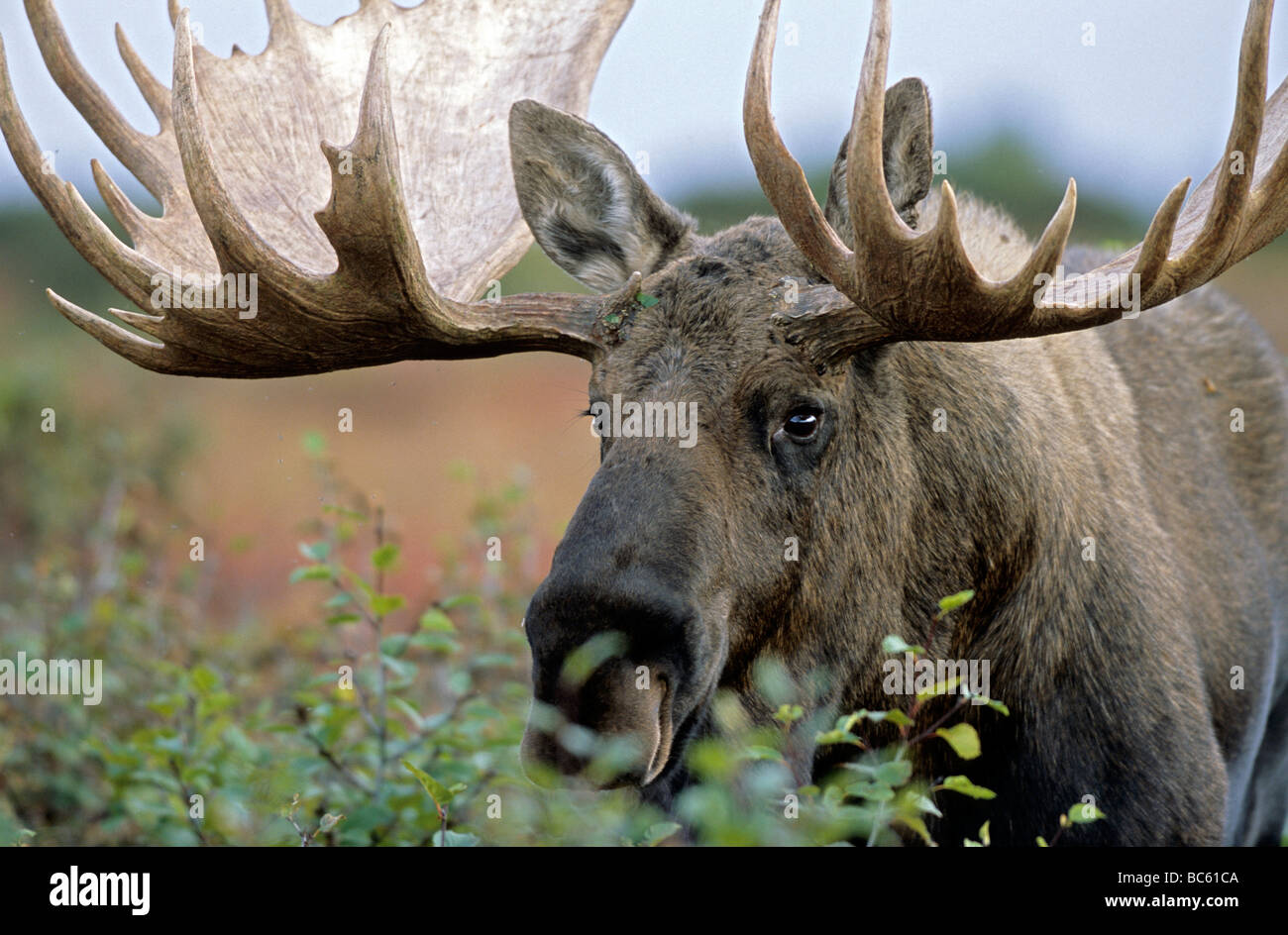 Animal heads on portrait photos hi-res stock photography and images - Alamy