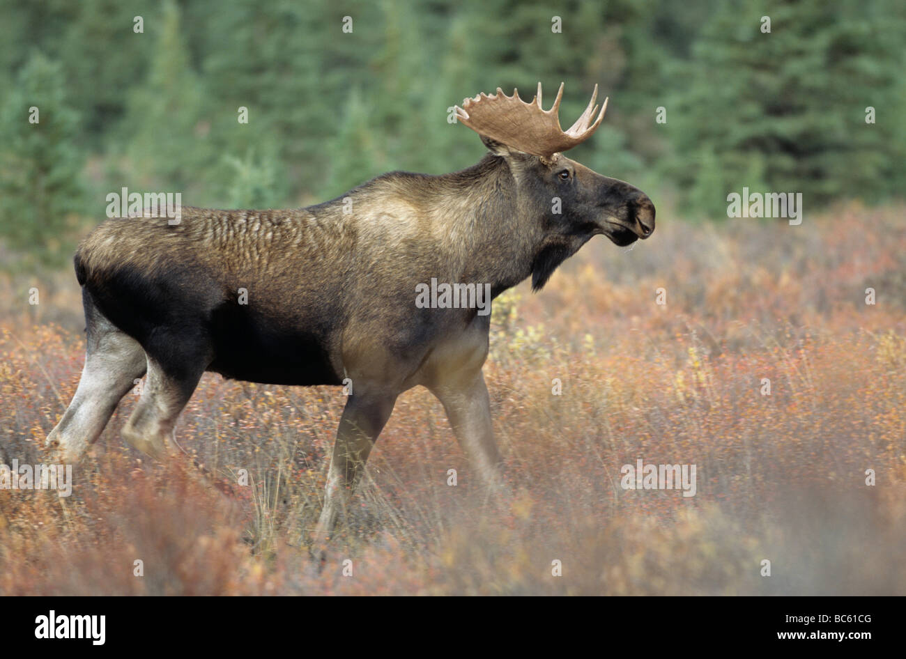 Elk side view animal photo and image hi-res stock photography and ...