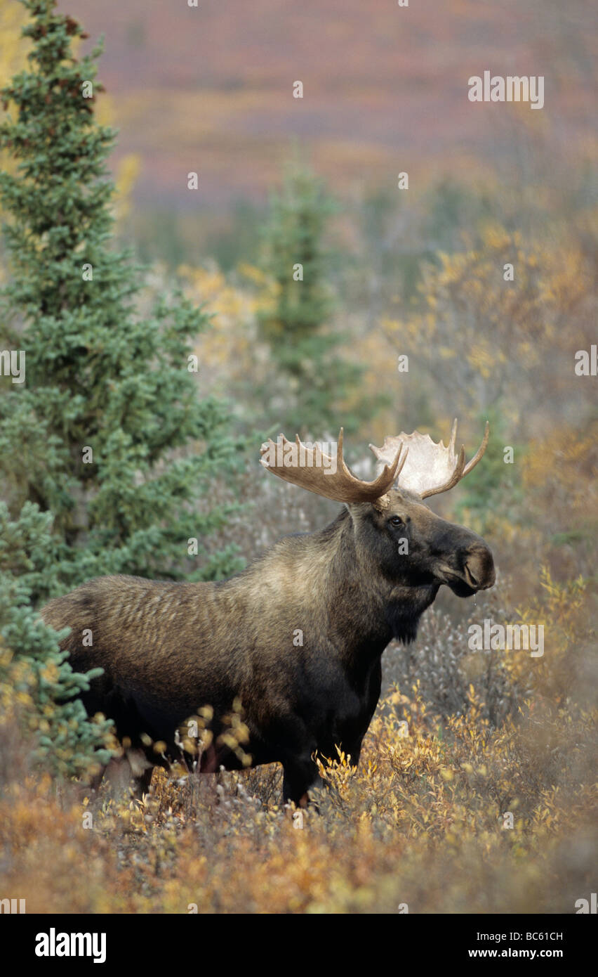 Bull elk side view head hi-res stock photography and images - Alamy