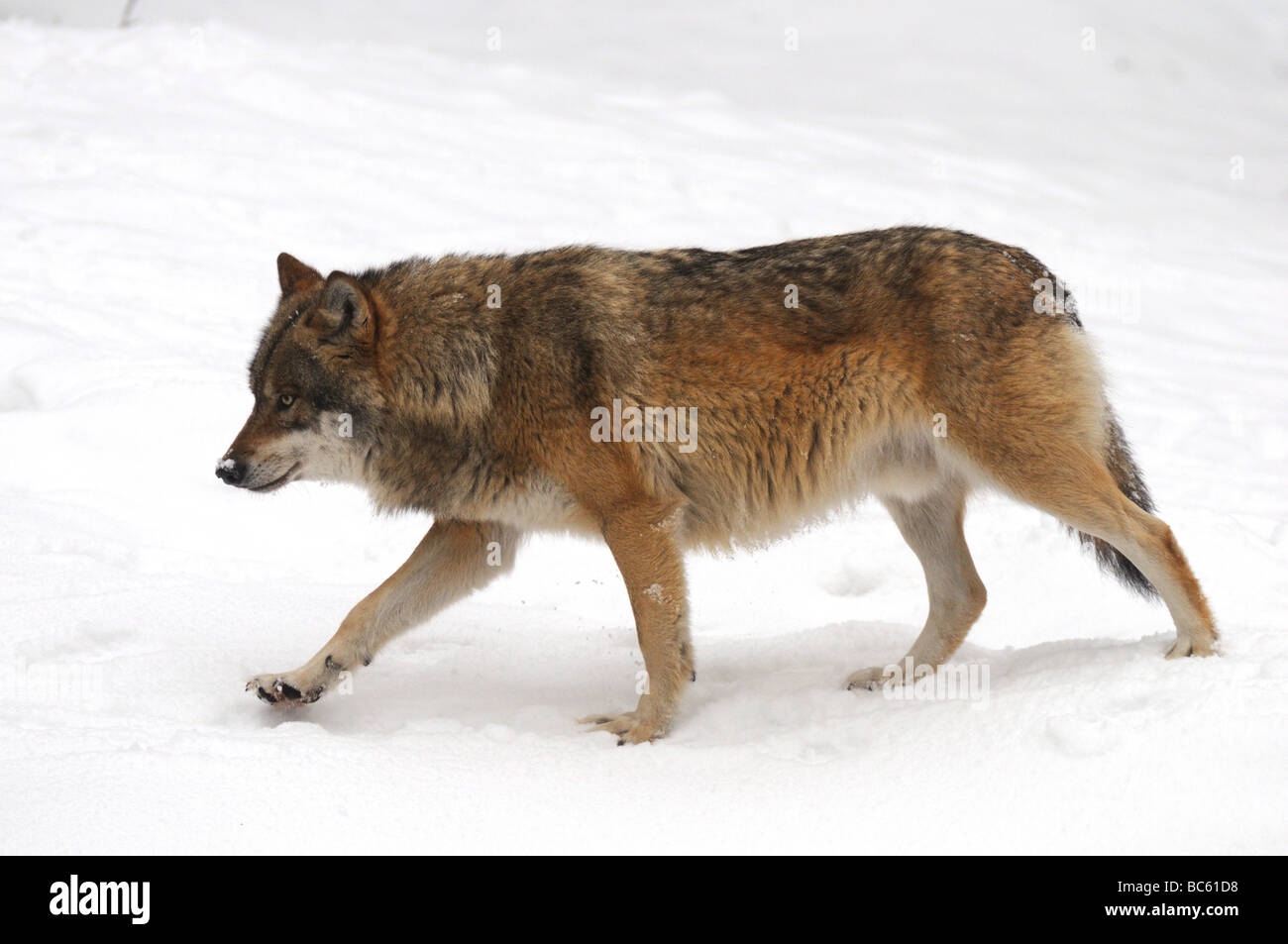 Wolf Walking Snow High Resolution Stock Photography and Images - Alamy