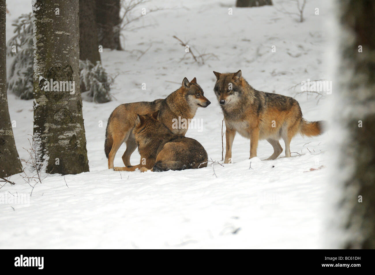 Gray wolf pictures hi-res stock photography and images - Alamy