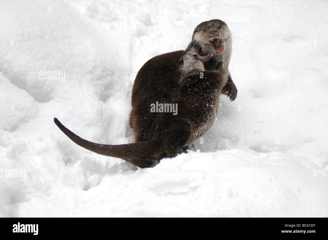 Close-up of River Otter (Lutra lutra) yawning in snow, Bavarian Forest ...