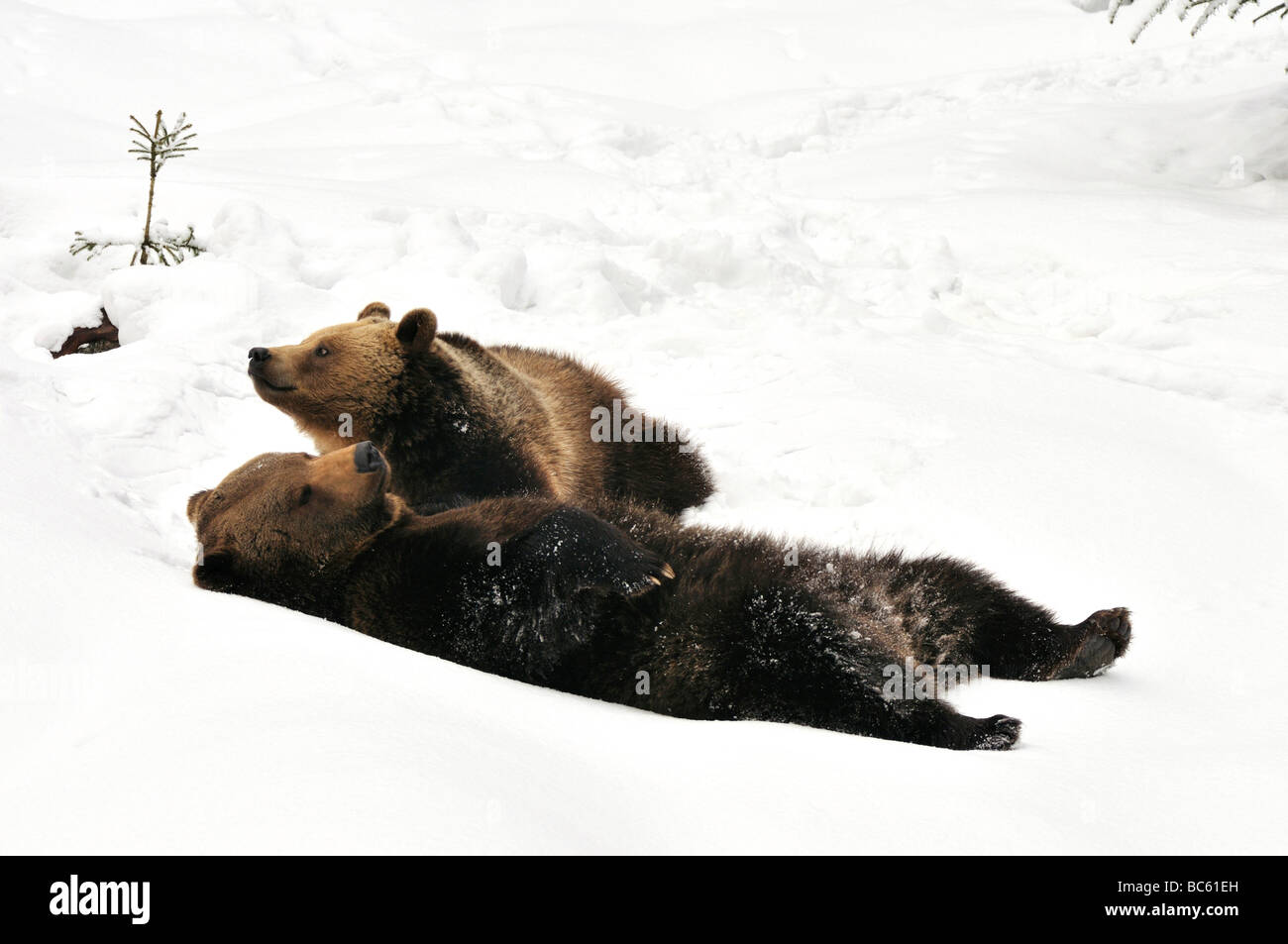 Two Brown bears (Ursus arctos) playing in snow, Bavarian Forest ...