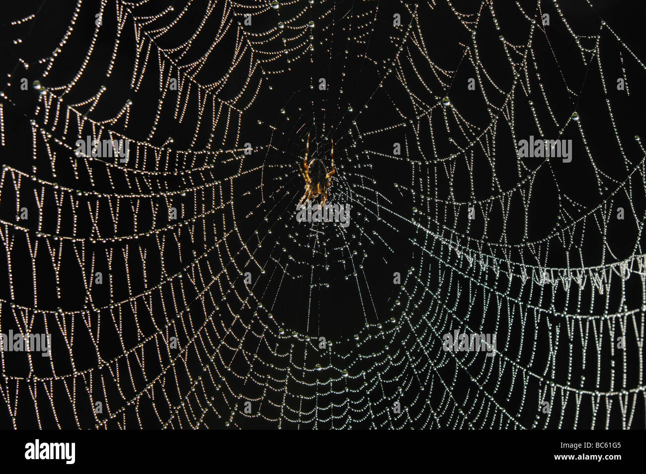 Garden cross spider (Araneus diadematus) sitting on web Stock Photo - Alamy