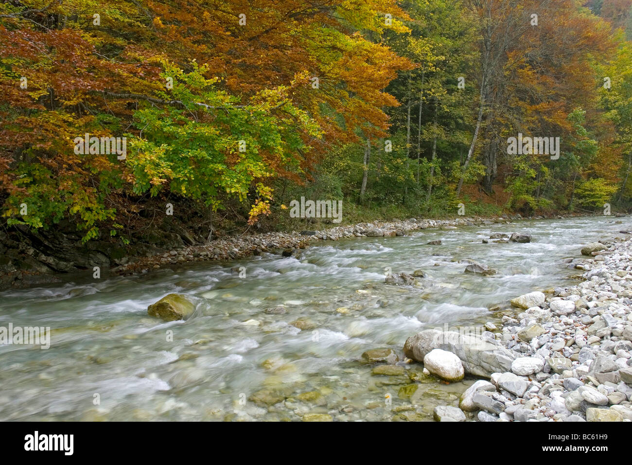 River flowing through forest, Halblech, Ostallgau, Allgau, Bavaria ...