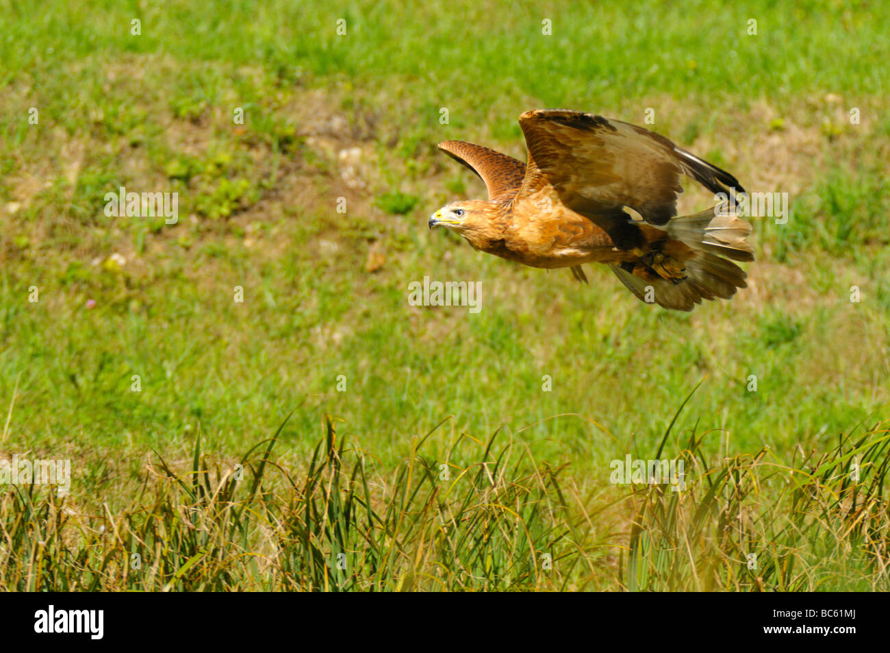 Long-legged Buzzard (Buteo rufinus) in flight, Franconia, Bavaria ...