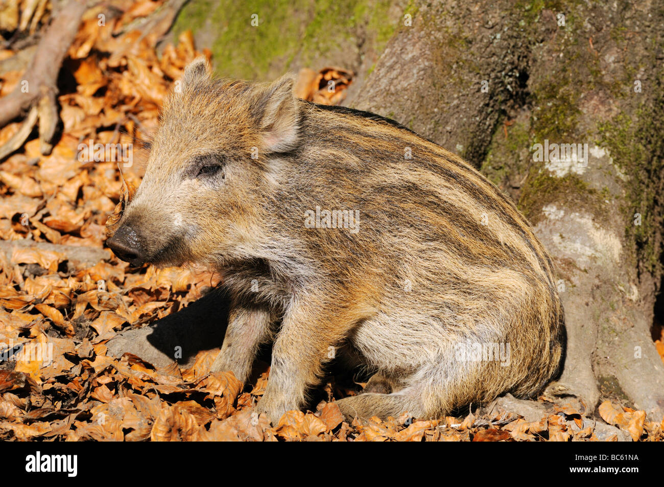 Wild Boar (Sus scrofa) sitting in forest, Bavarian Forest National Park ...