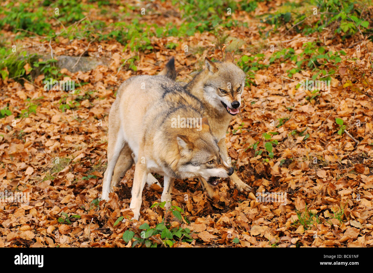 Two fighting wolves hi-res stock photography and images - Alamy