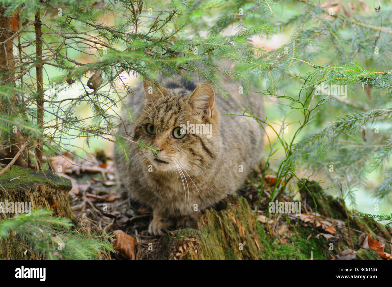 Close-up of Wildcat (Felis silvestris) sitting in forest, Bavarian ...